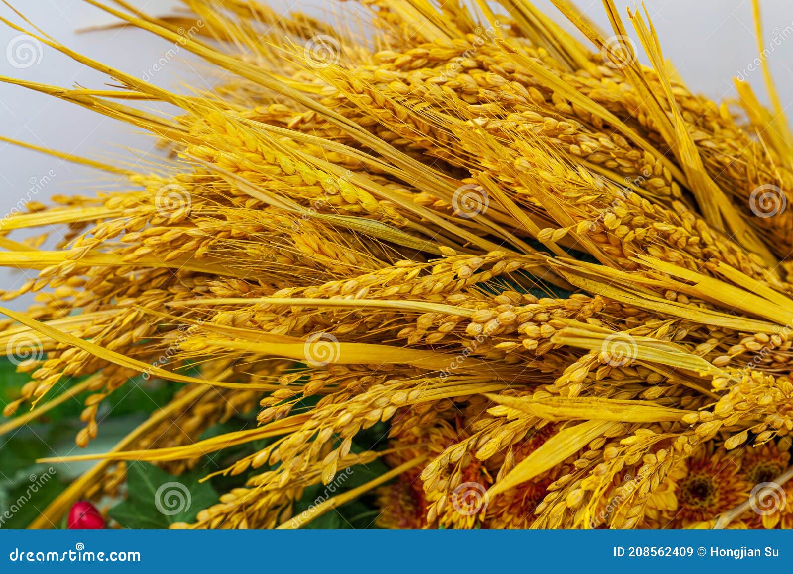 Grain Field. Golden Grain Background Stock Image - Image of field, lady ...