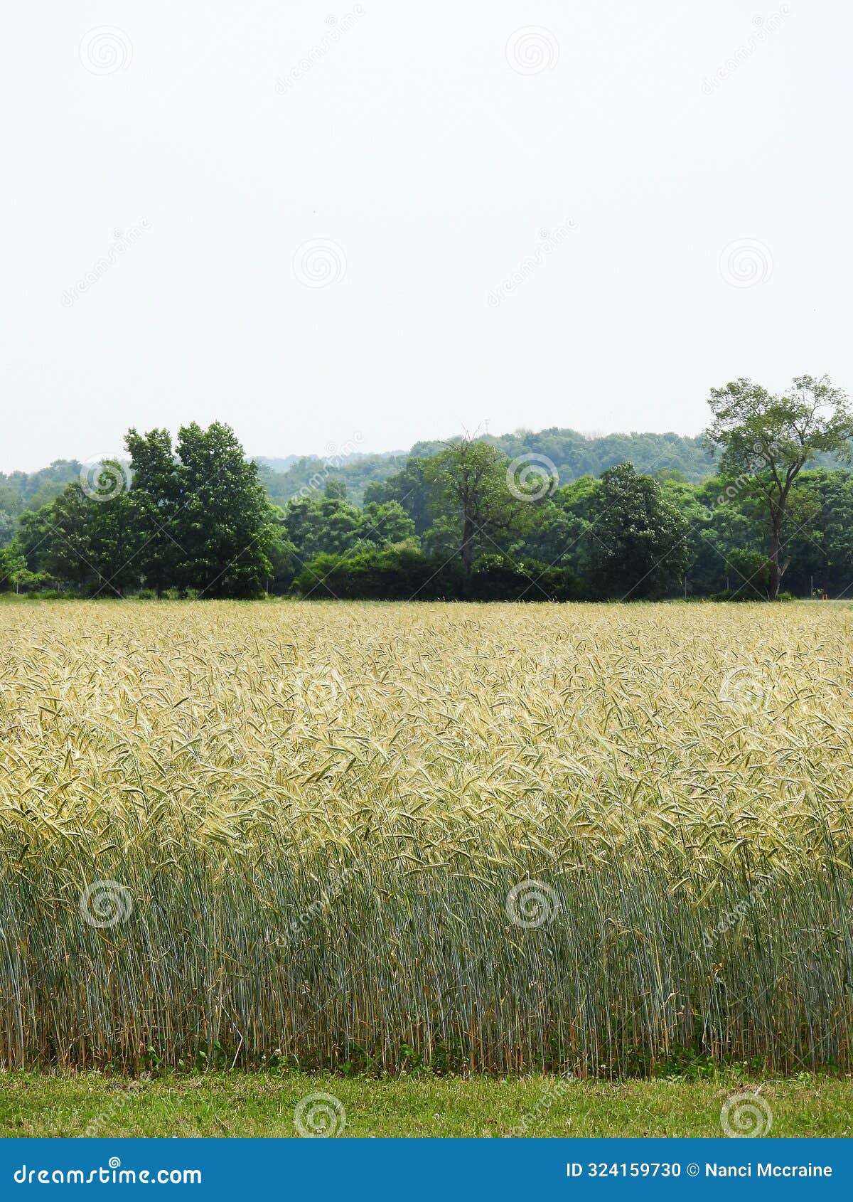 Grain Field Golden Barley Grass Growing in Finger Lakes Field Stock ...