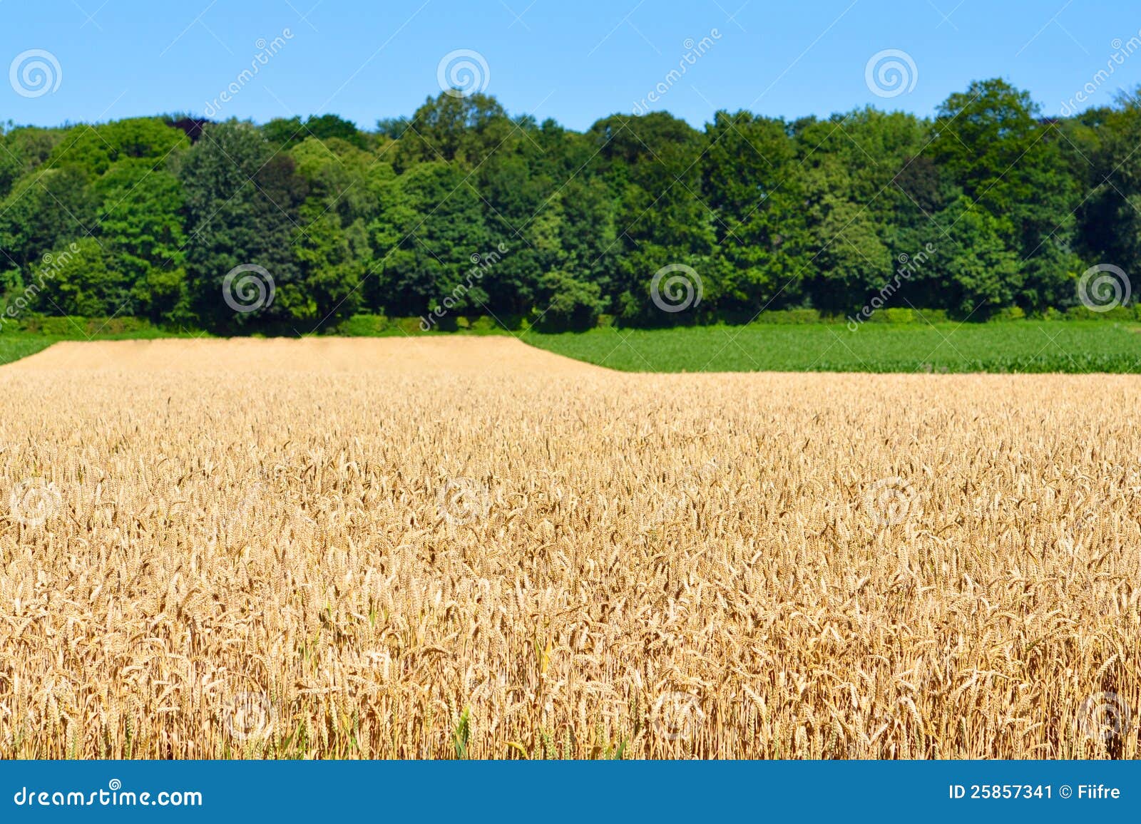 Grain field growing stock image. Image of barley, cloudscape - 25857341