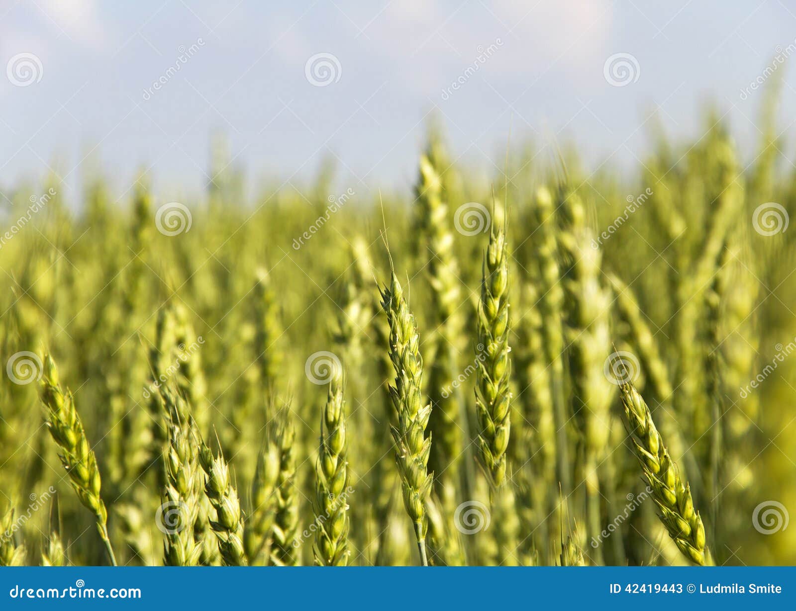 Grain on the field. stock image. Image of agricultural - 42419443