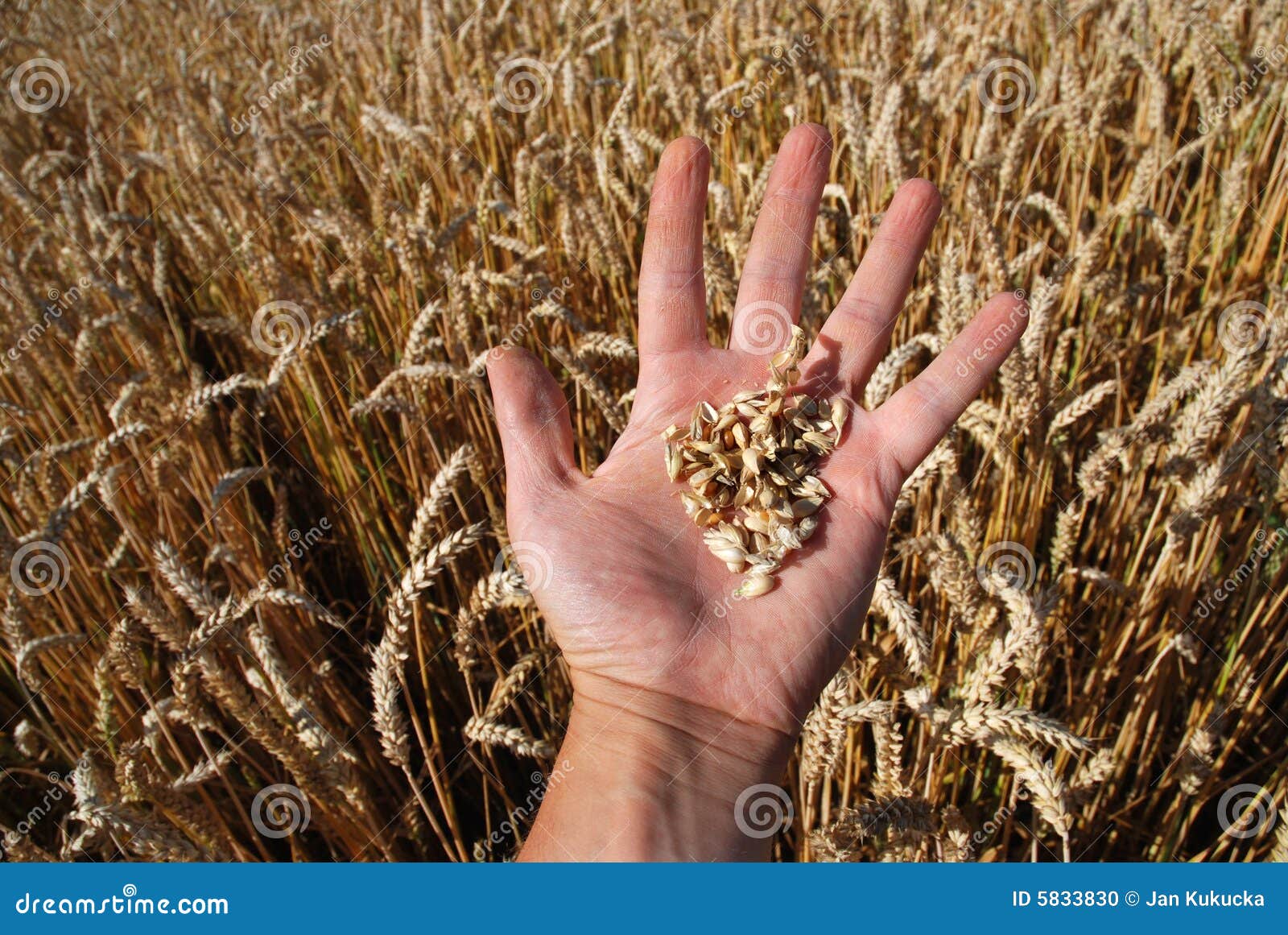 Grain Field And Hand Picture. Image: 5833830