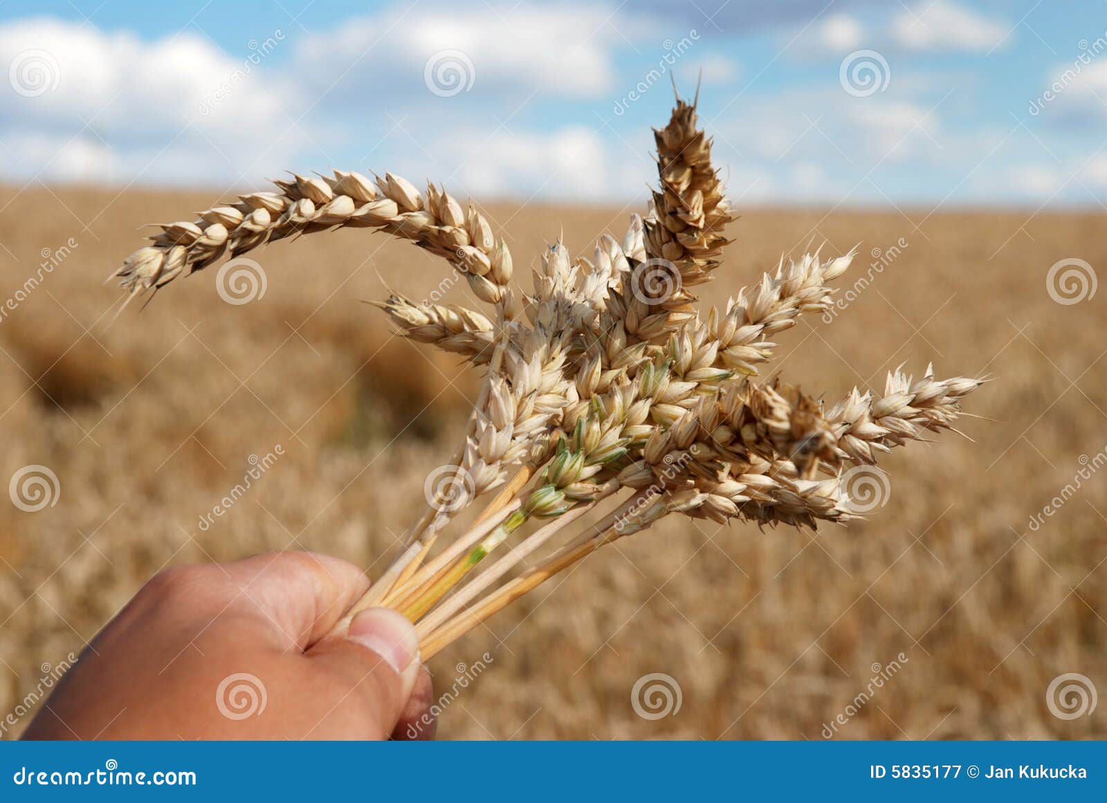 Grain Field And Hand Picture. Image: 5835177