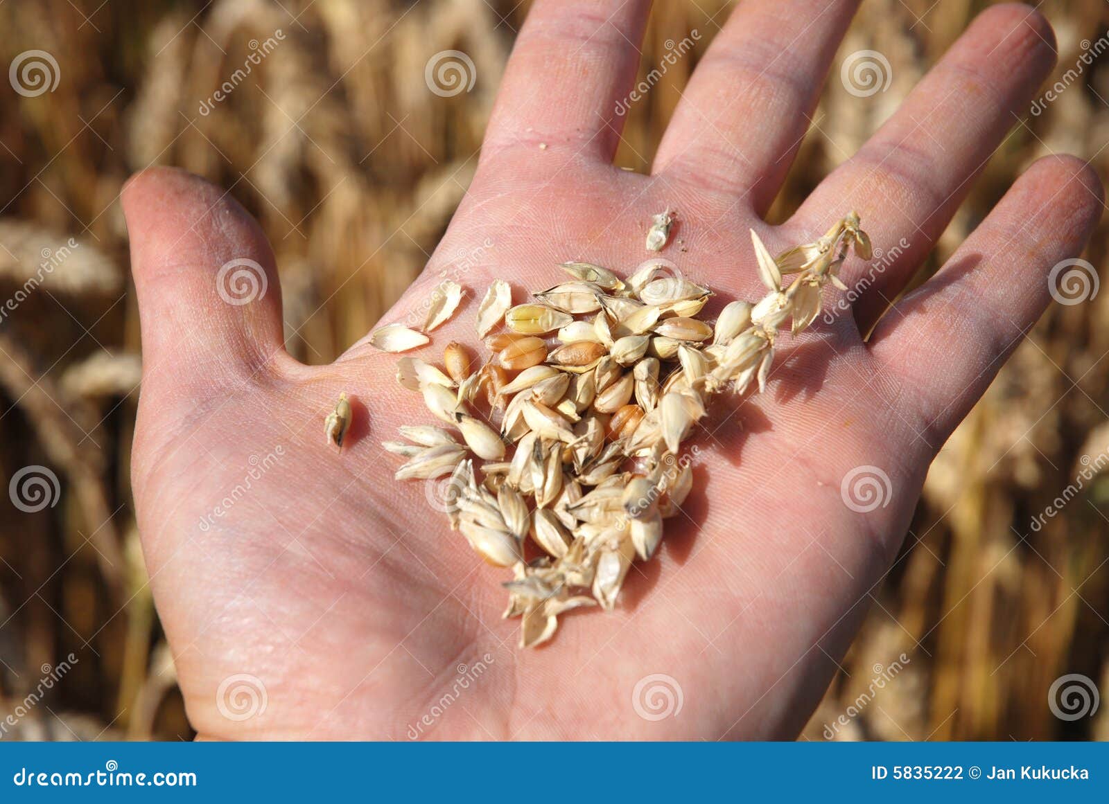 Grain Field And Hand Picture. Image: 5835222