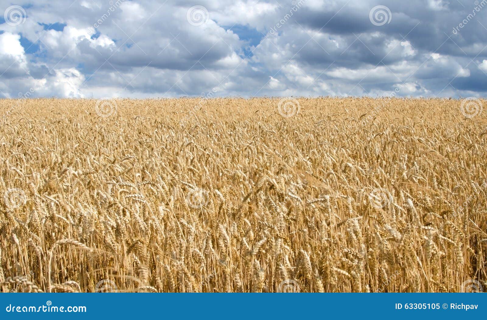 Grain Field Horizontal Landscape Stock Image - Image of cloud, ripe ...