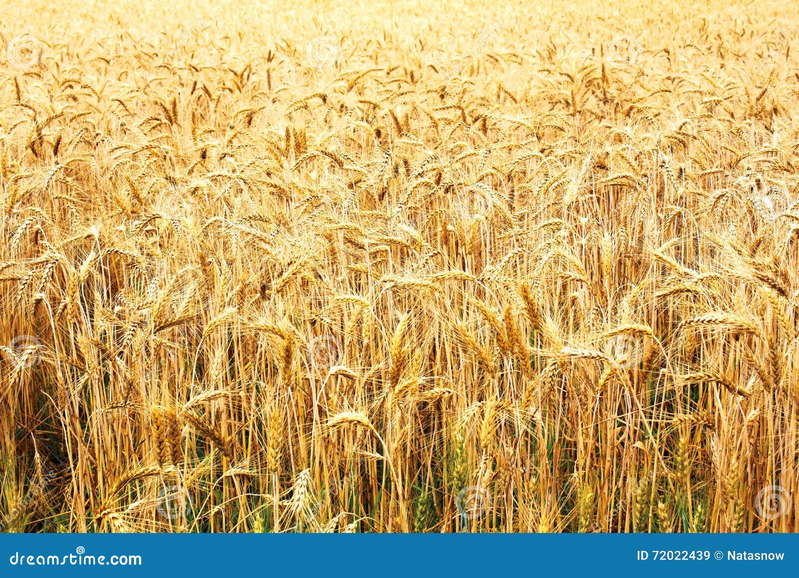 Grain Field Illuminated by Rays of the Setting Sun Stock Image - Image ...