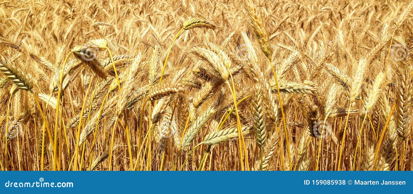 Grain field stock photo. Image of food, field, weed - 159085938