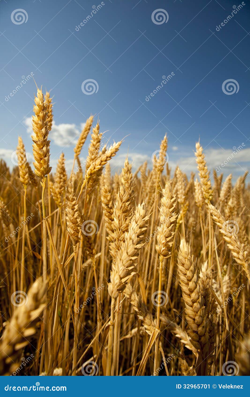 Grain field stock image. Image of wheat, farmer, seed - 32965701