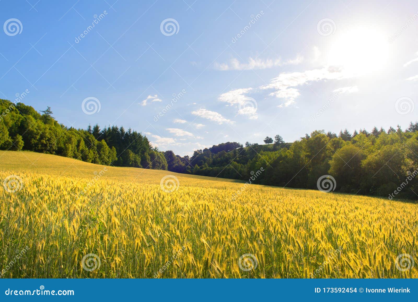Grain in the field stock photo. Image of season, rural - 173592454