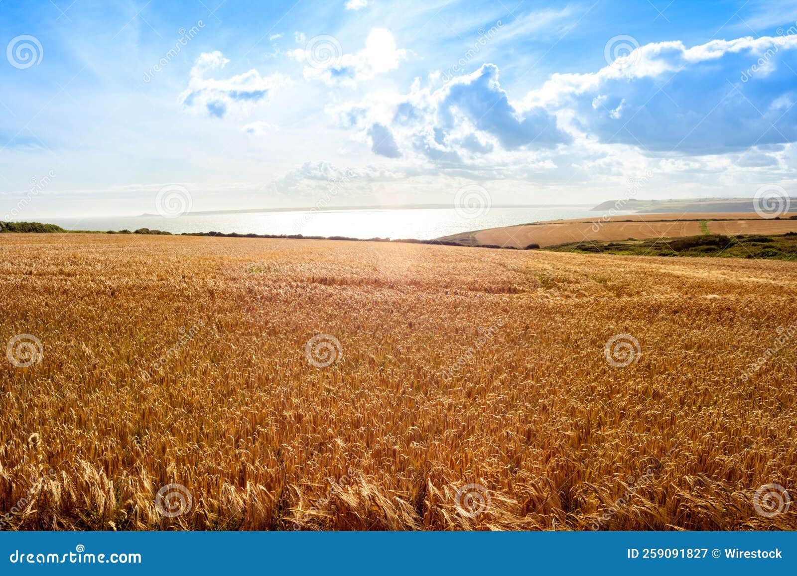 Grain Field on the Shore of an Ocean on a Sunny Day Stock Image - Image of background, summer ...