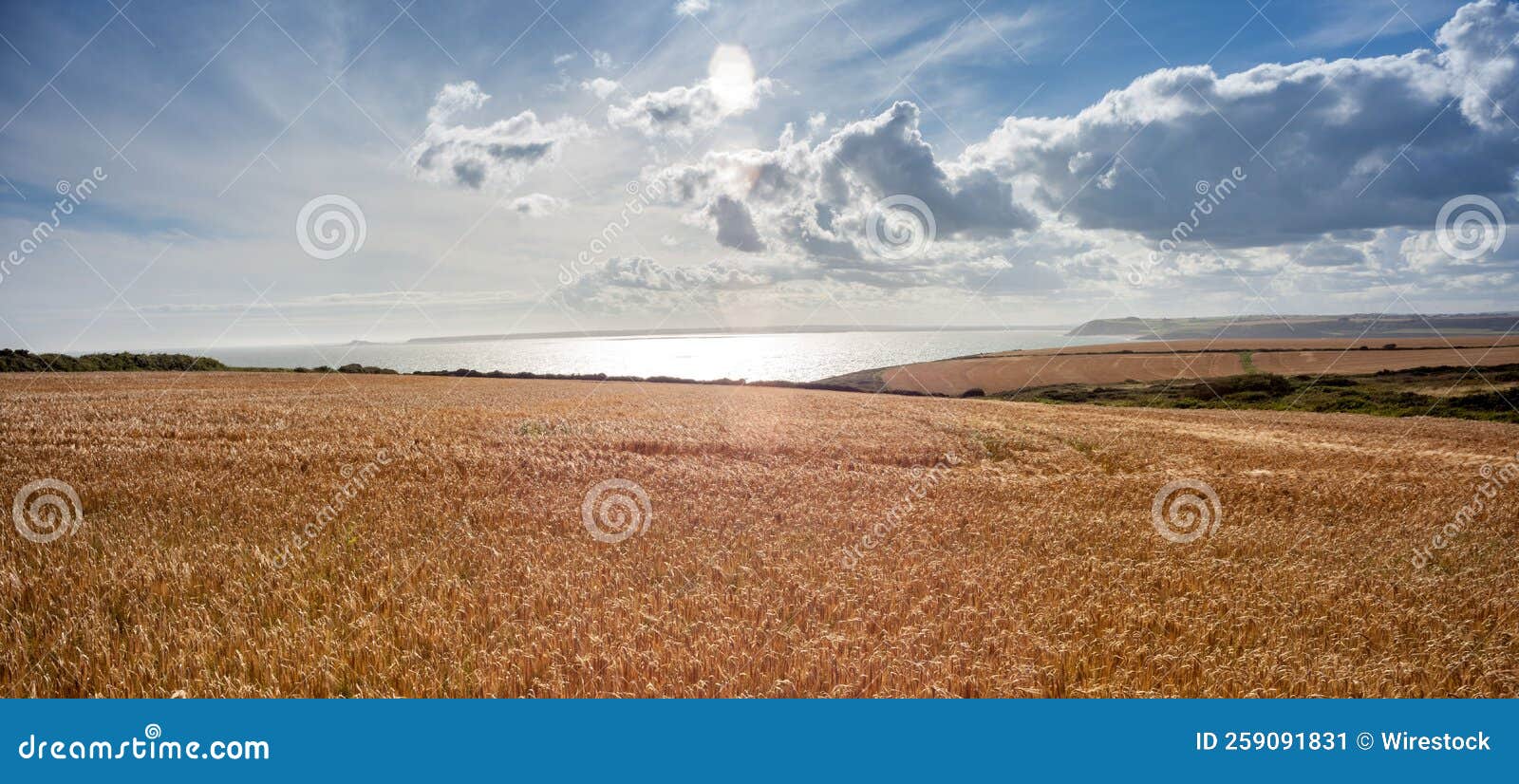 Grain Field on the Shore of an Ocean on a Sunny Day Stock Image - Image ...