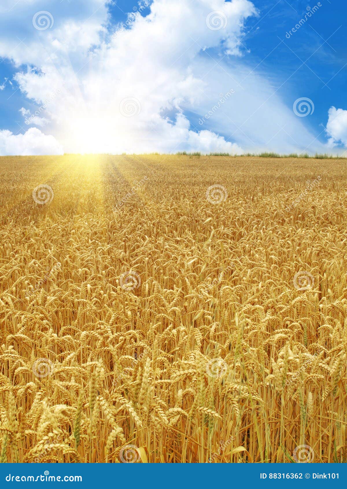 Grain field and sunny day stock photo. Image of landscape - 88316362