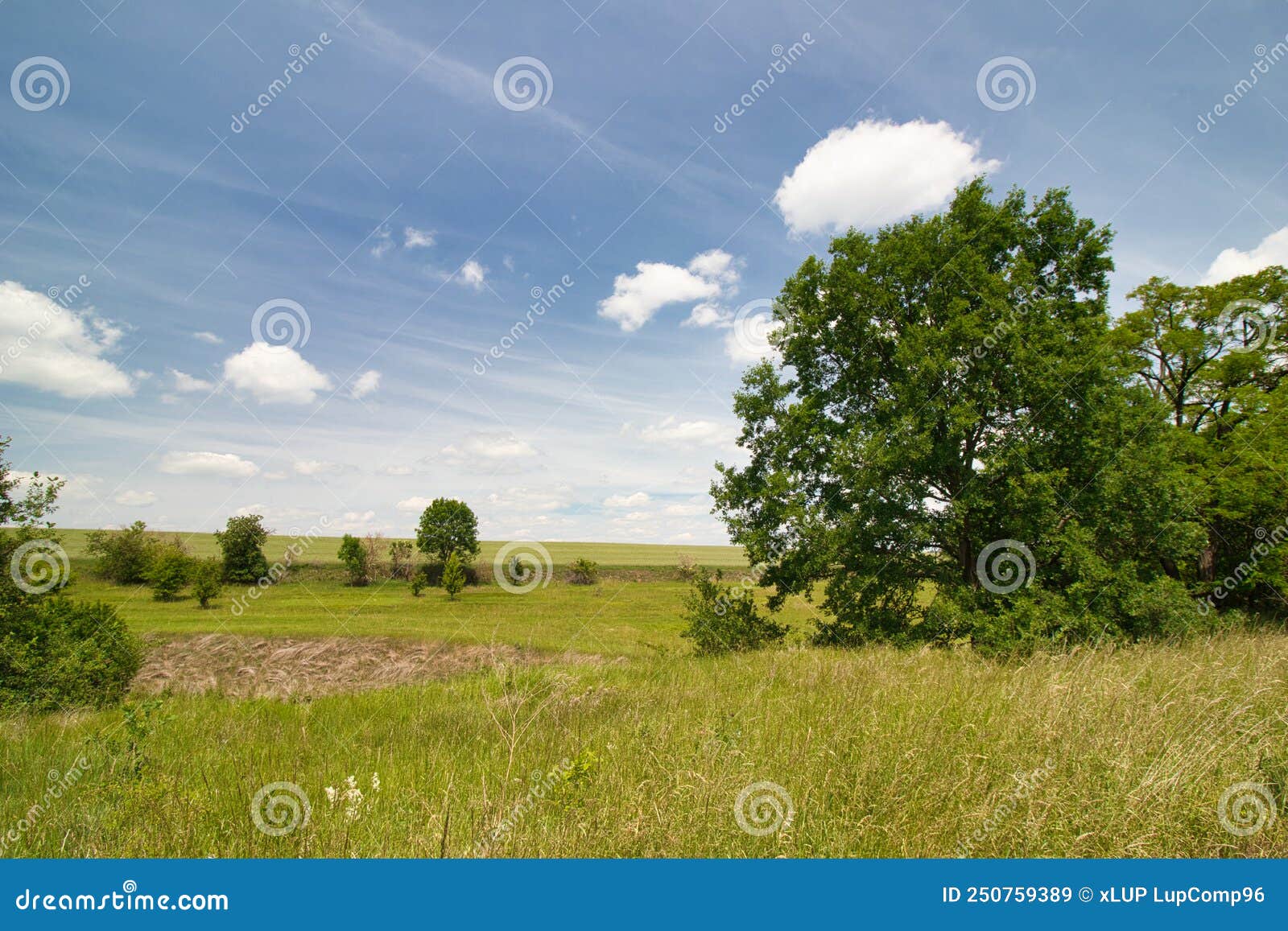 A Grain Field, Tree in Background in Spring Sunny Day. Stock Image ...