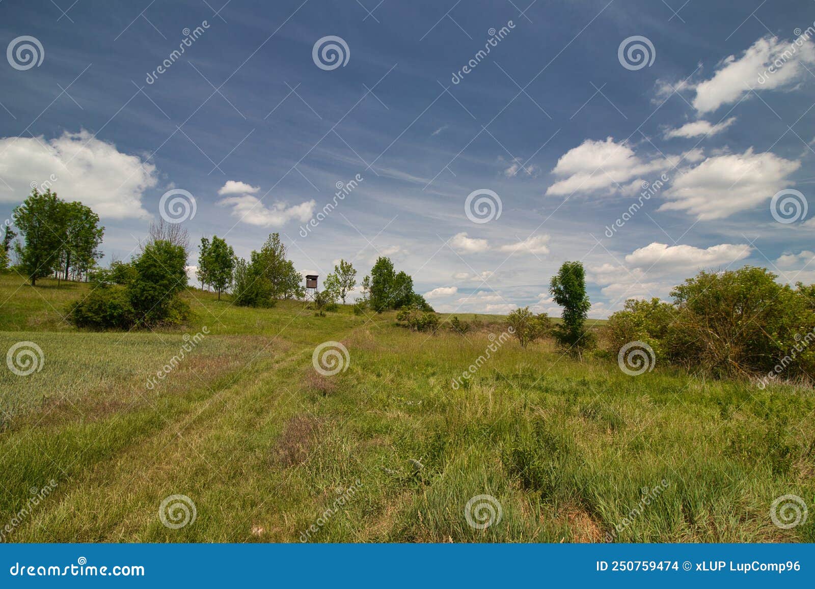 A Grain Field, Tree in Background in Spring Sunny Day. Stock Photo ...