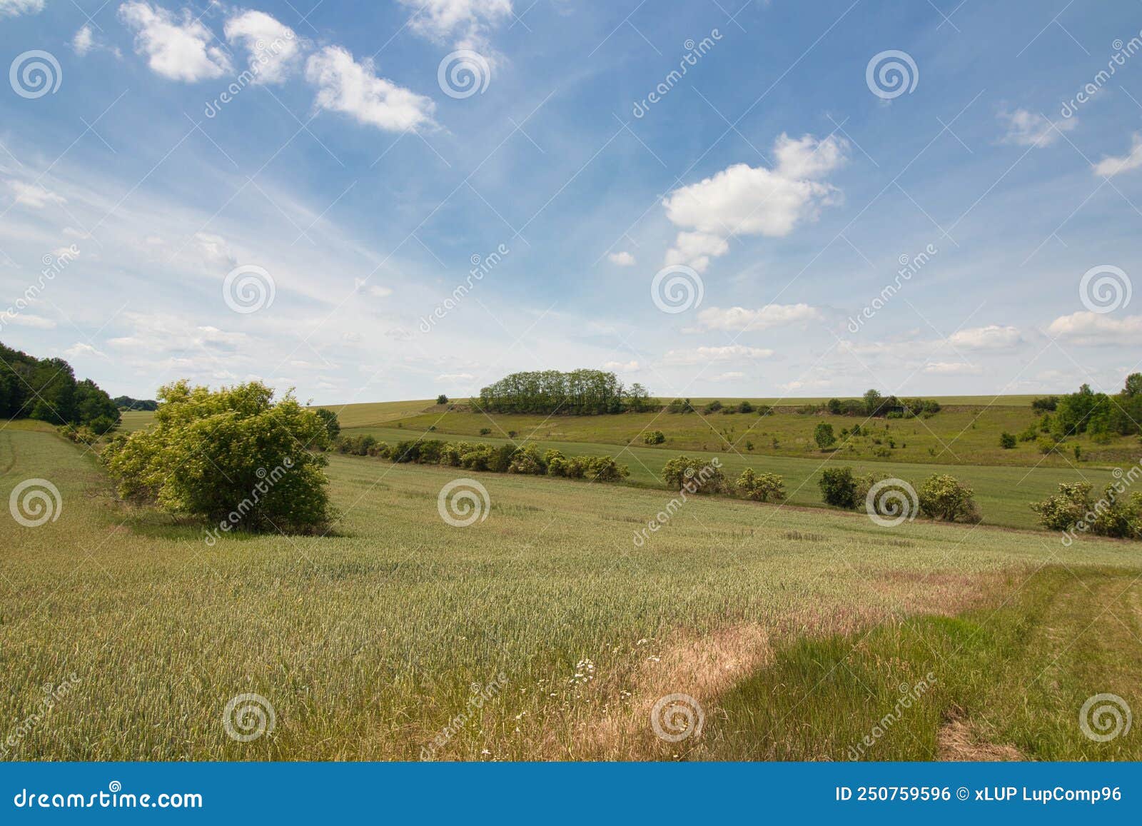 A Grain Field, Tree in Background in Spring Sunny Day. Stock Photo ...