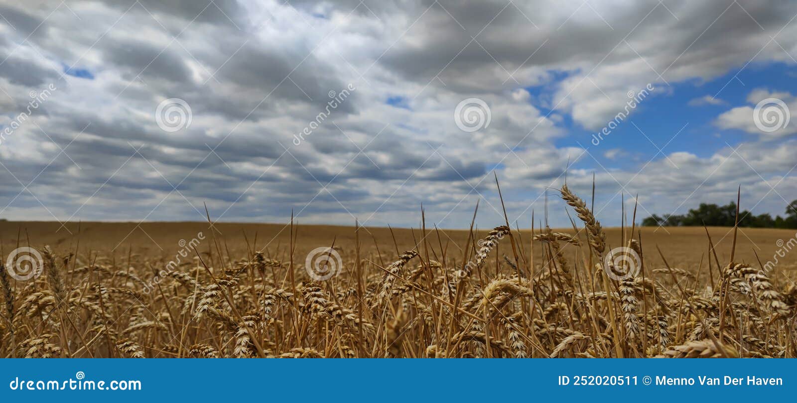 Grain Field Under a Partly Cloudy Sky Stock Image - Image of background ...