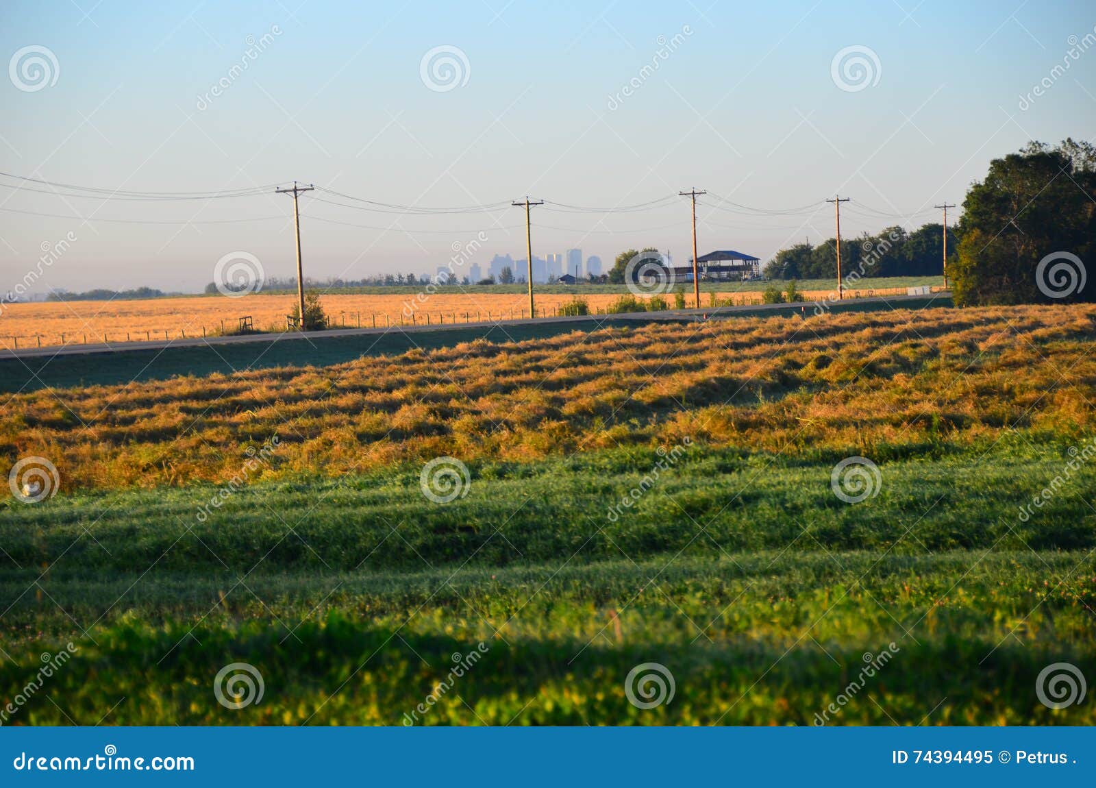 Grain Fields Alberta Canada Stock Image - Image of summer, alberta ...