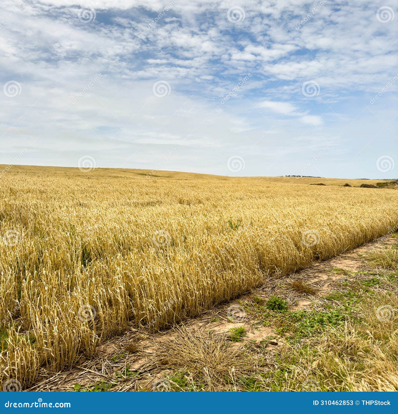 Grain Fields South Australia Stock Image - Image of natural, australia ...