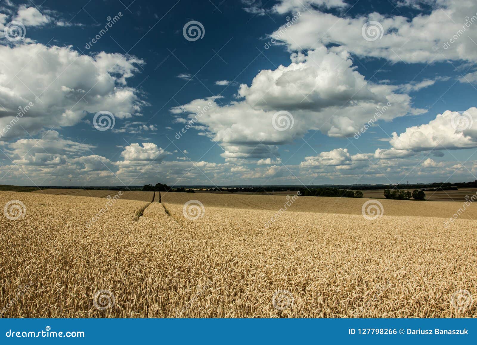 Grain Fields with a Technological Path, Trees on the Horizon Stock ...