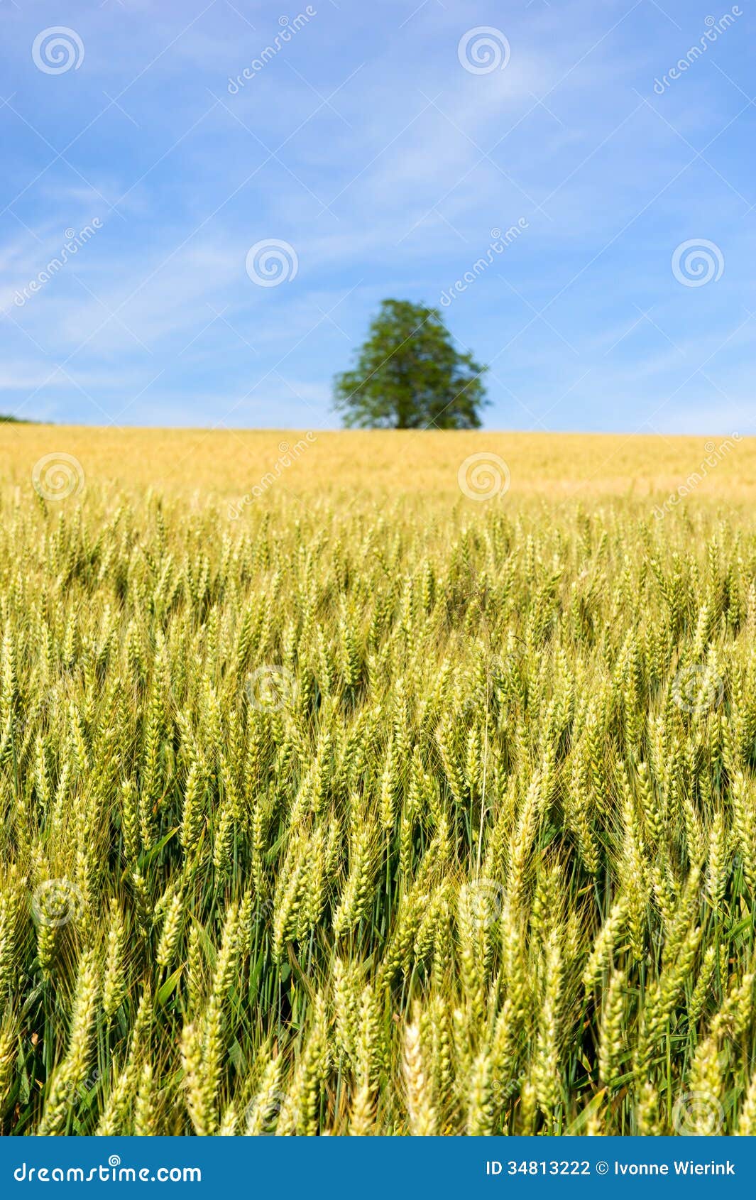 Grain in the fields stock photo. Image of agricultural - 34813222