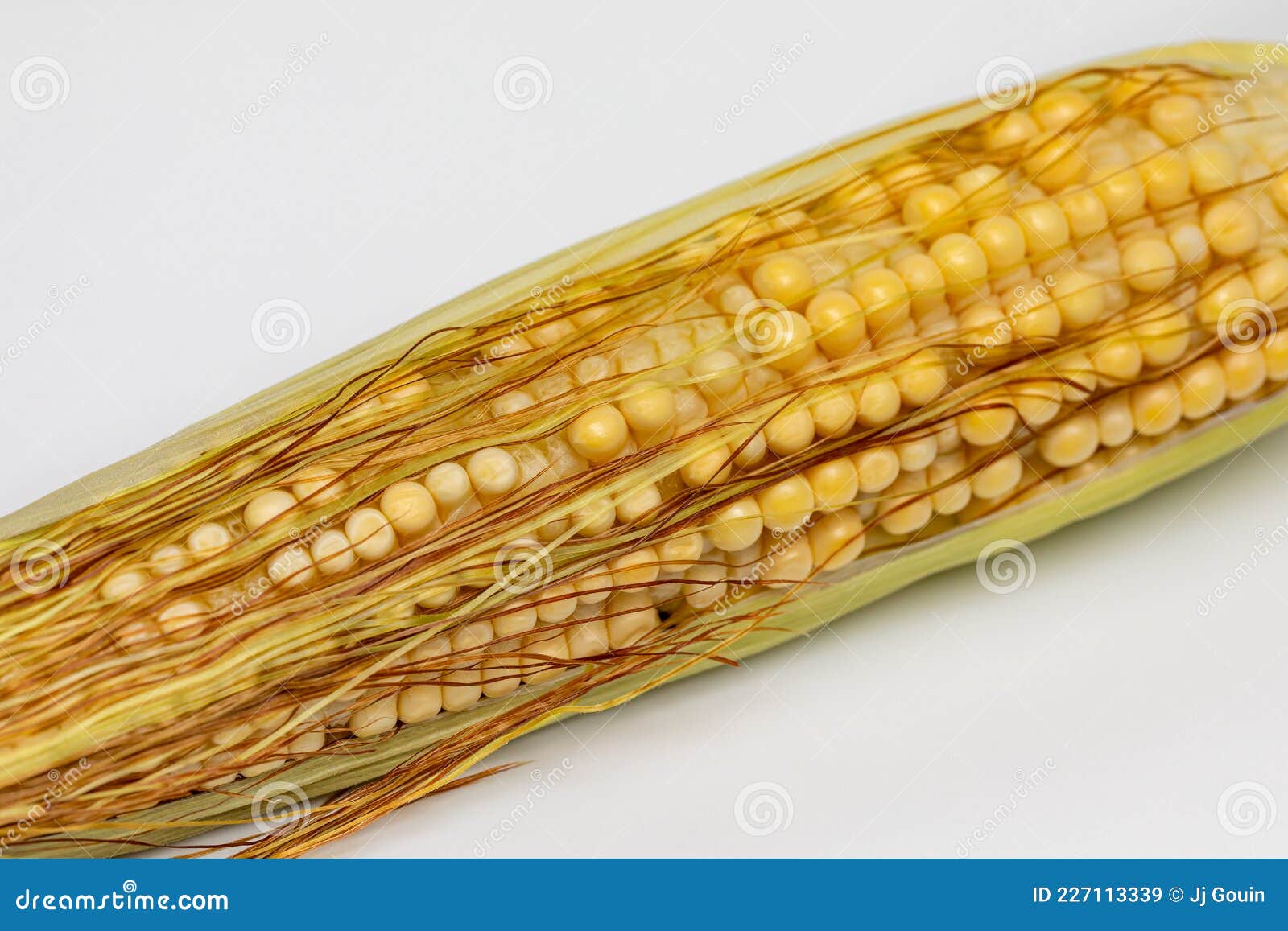 Corn Ear with Incomplete Kernel Set Stock Image - Image of fertilizer ...