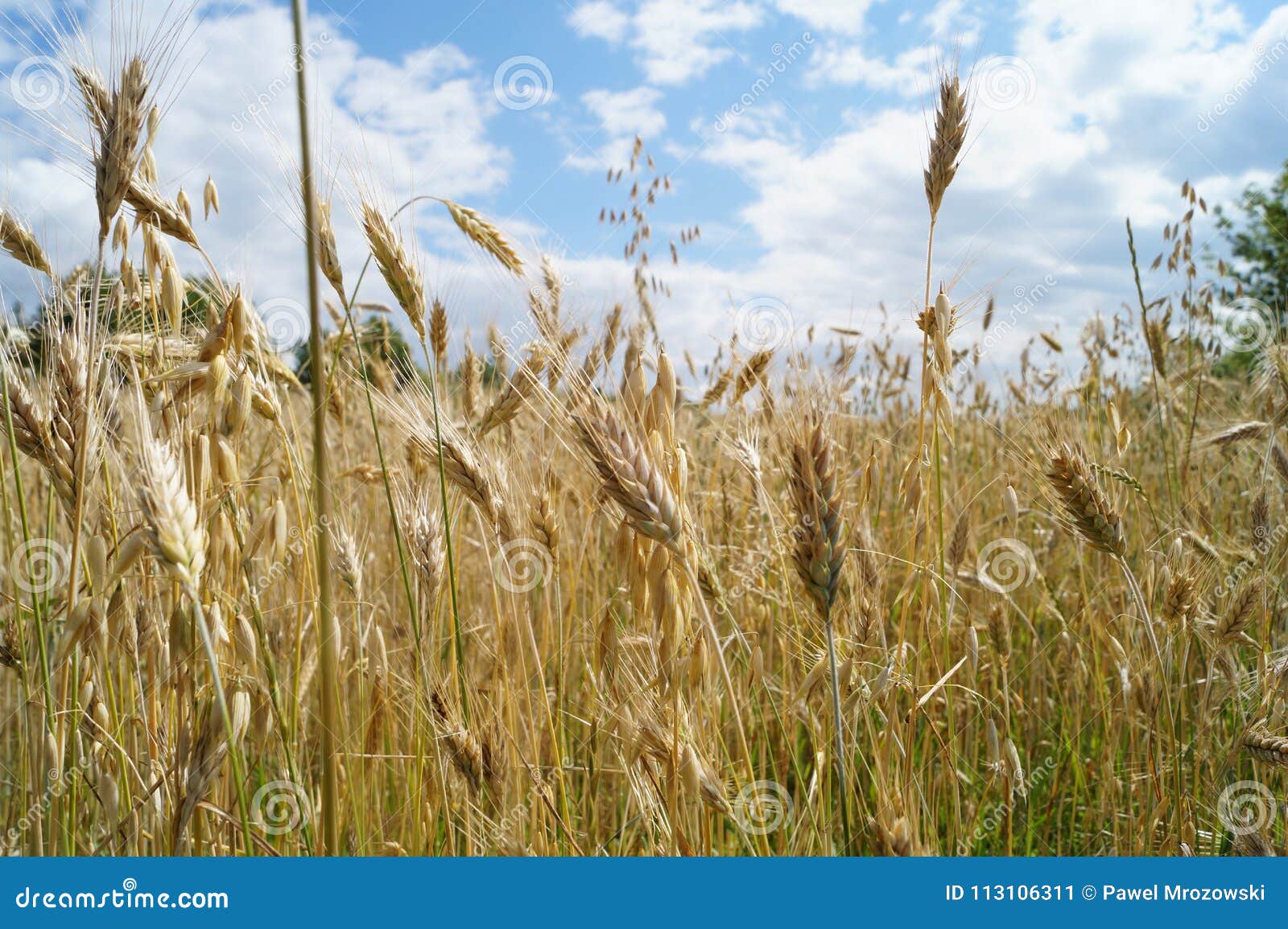 Grain stock image. Image of desktop, grain, nice, beautiful - 113106311