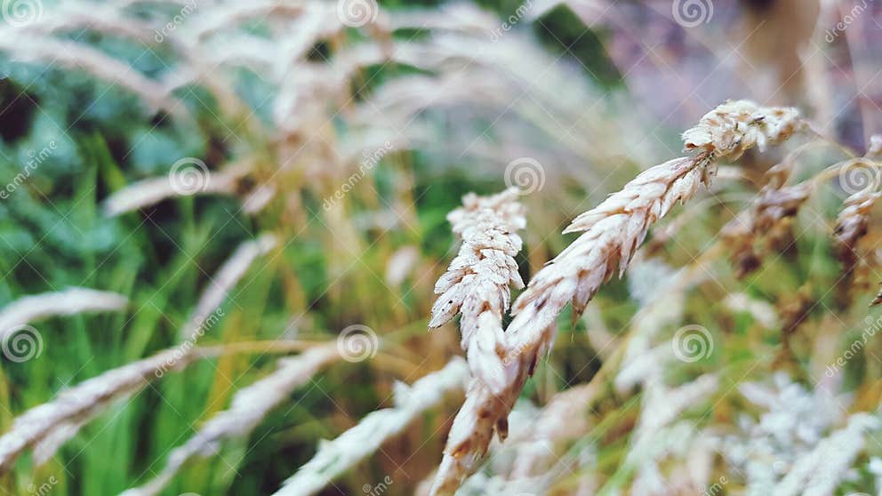 Grain stock image. Image of nature, grain, grains, green - 131867763