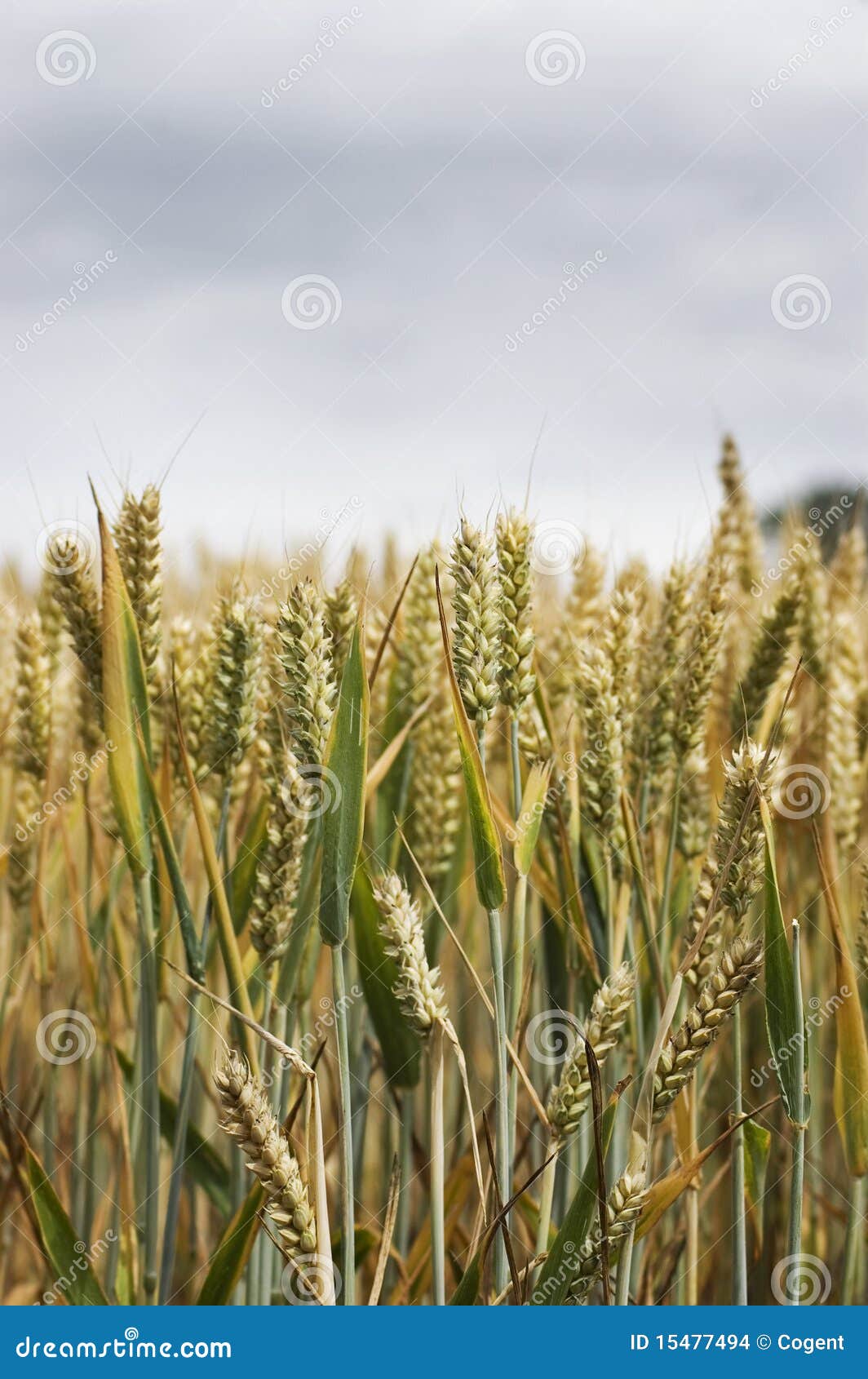 Grain grass field stock photo. Image of grain, wheat - 15477494