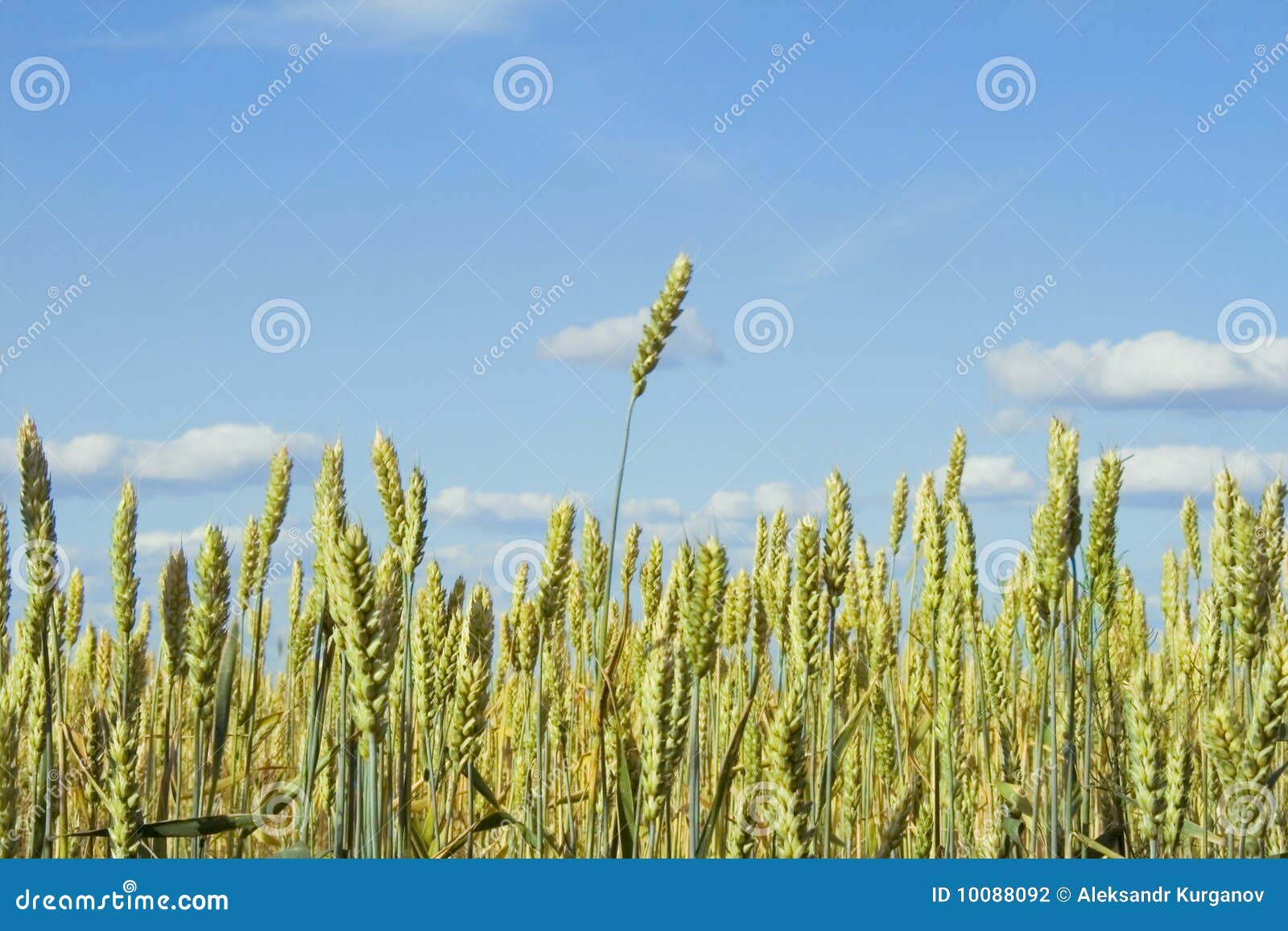 Grain Growing in the Field before Harvest Stock Photo - Image of ...