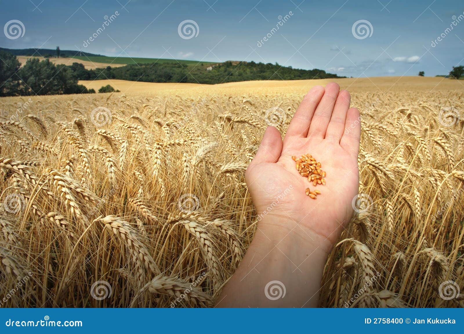 Grain and hand stock photo. Image of hand, grain, produce - 2758400