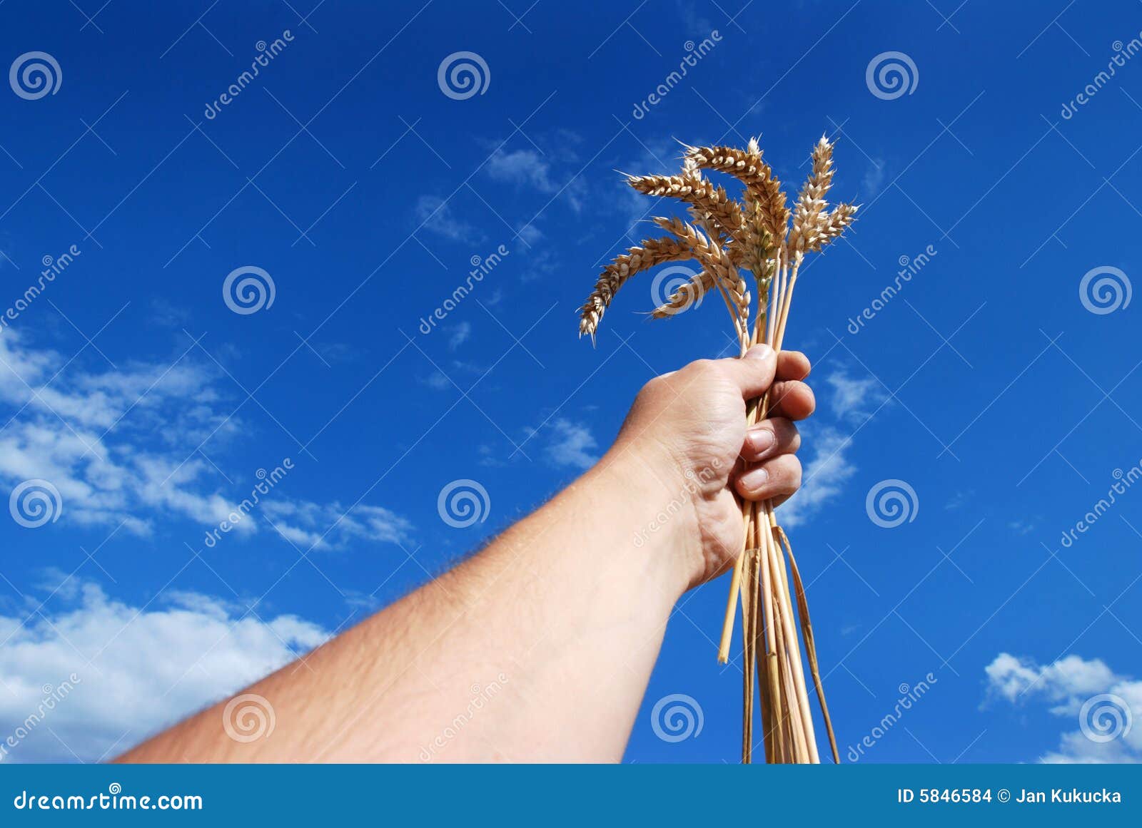 Grain and hand stock photo. Image of peasant, cultivate - 5846584