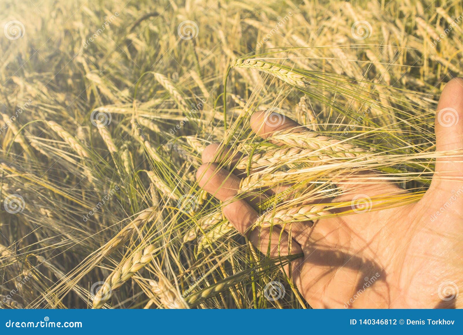 Grain in Hand with a Ladybug on the Road Stock Photo - Image of dress ...