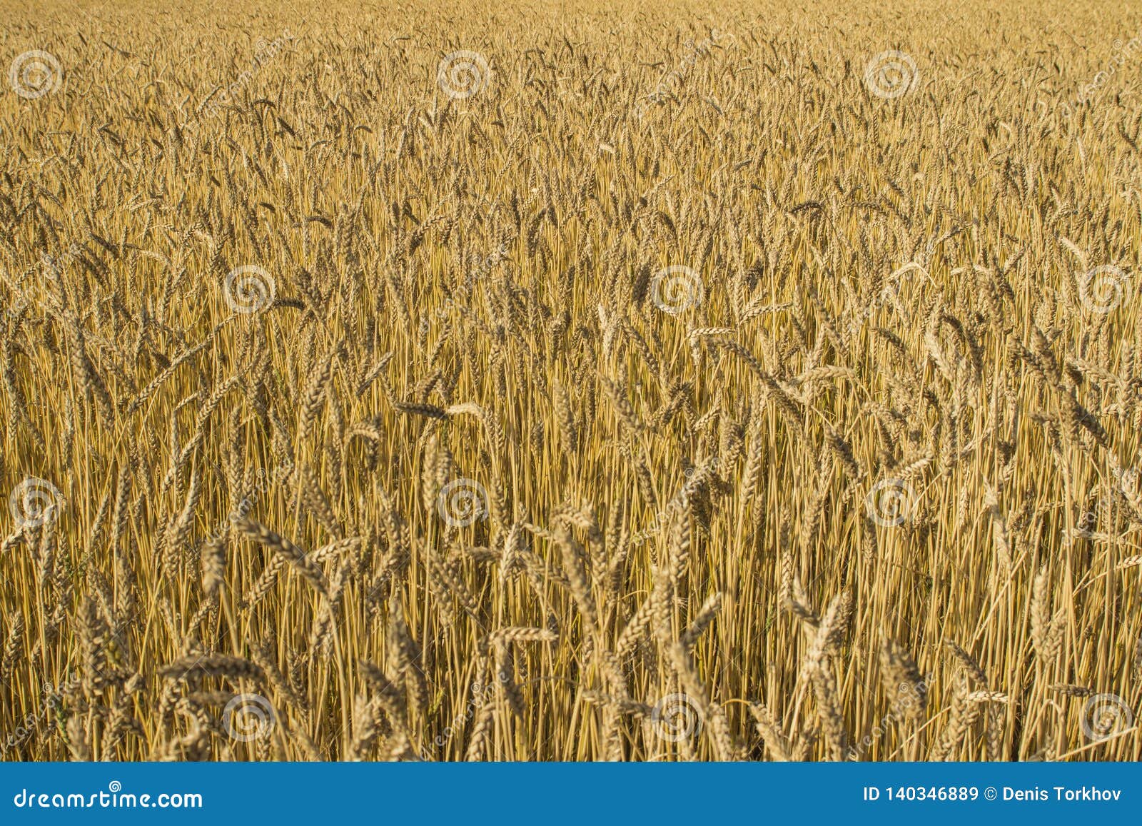 Grain in Hand with a Ladybug on the Road Stock Image - Image of country ...