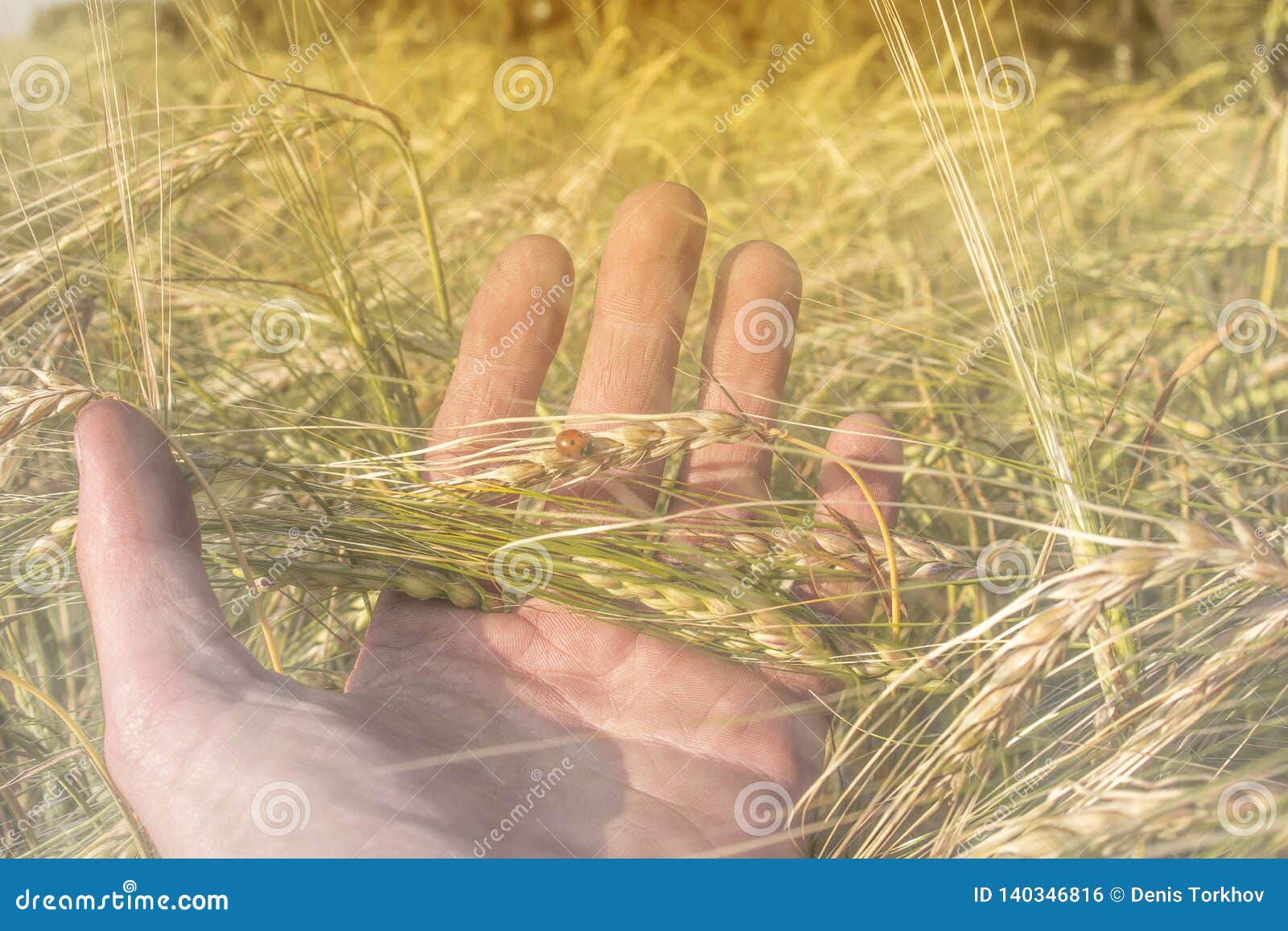 Grain in Hand with a Ladybug on the Road Stock Photo - Image of field ...