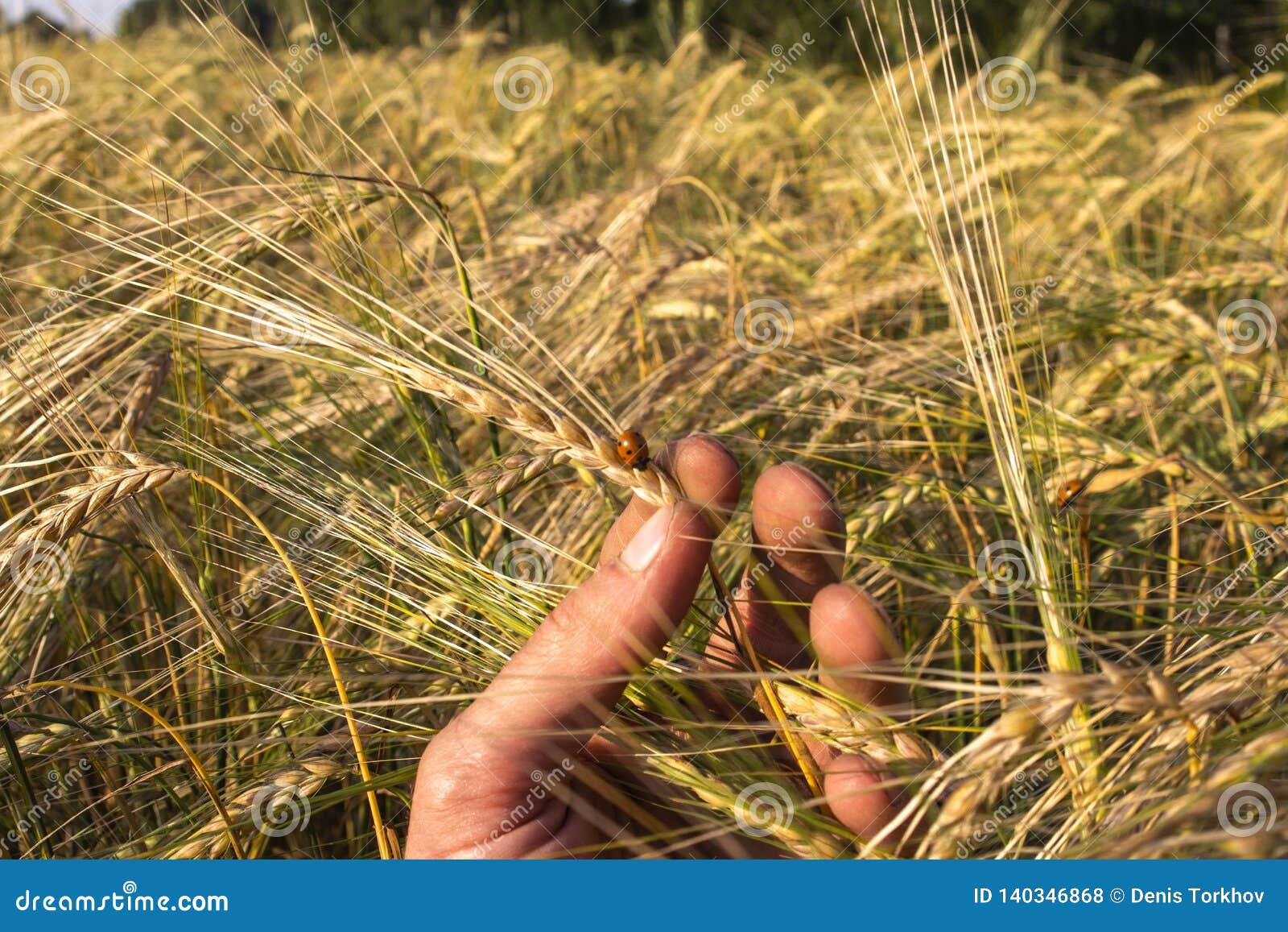Grain in Hand with a Ladybug on the Road Stock Photo - Image of ...
