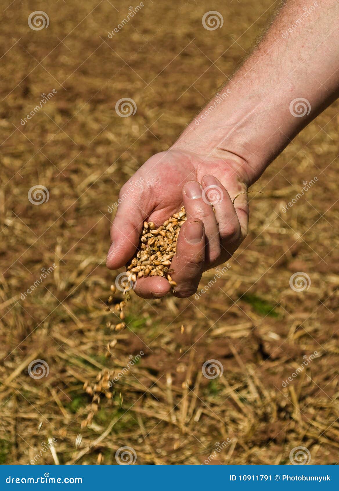Grain in Hands stock image. Image of agriculture, harvest - 10911791