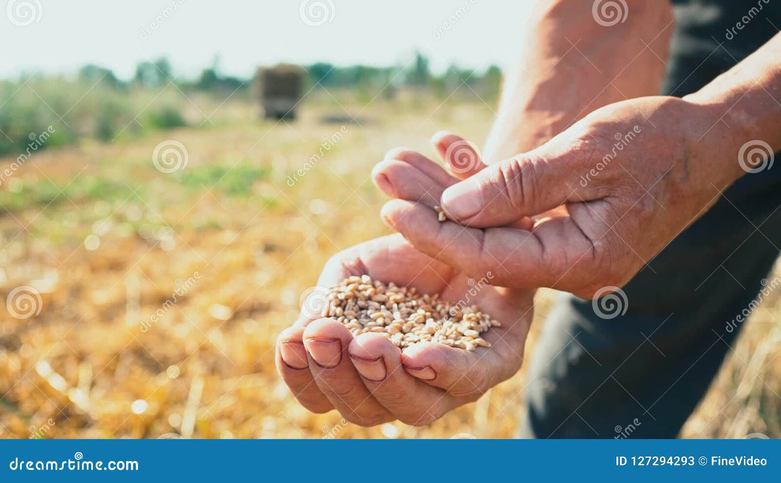 The Grain is in the Hard-working Hands, the Farmer Assesses the Quality ... The Grain is in the Hard-working Hands, the Farmer Assesses the Quality ...