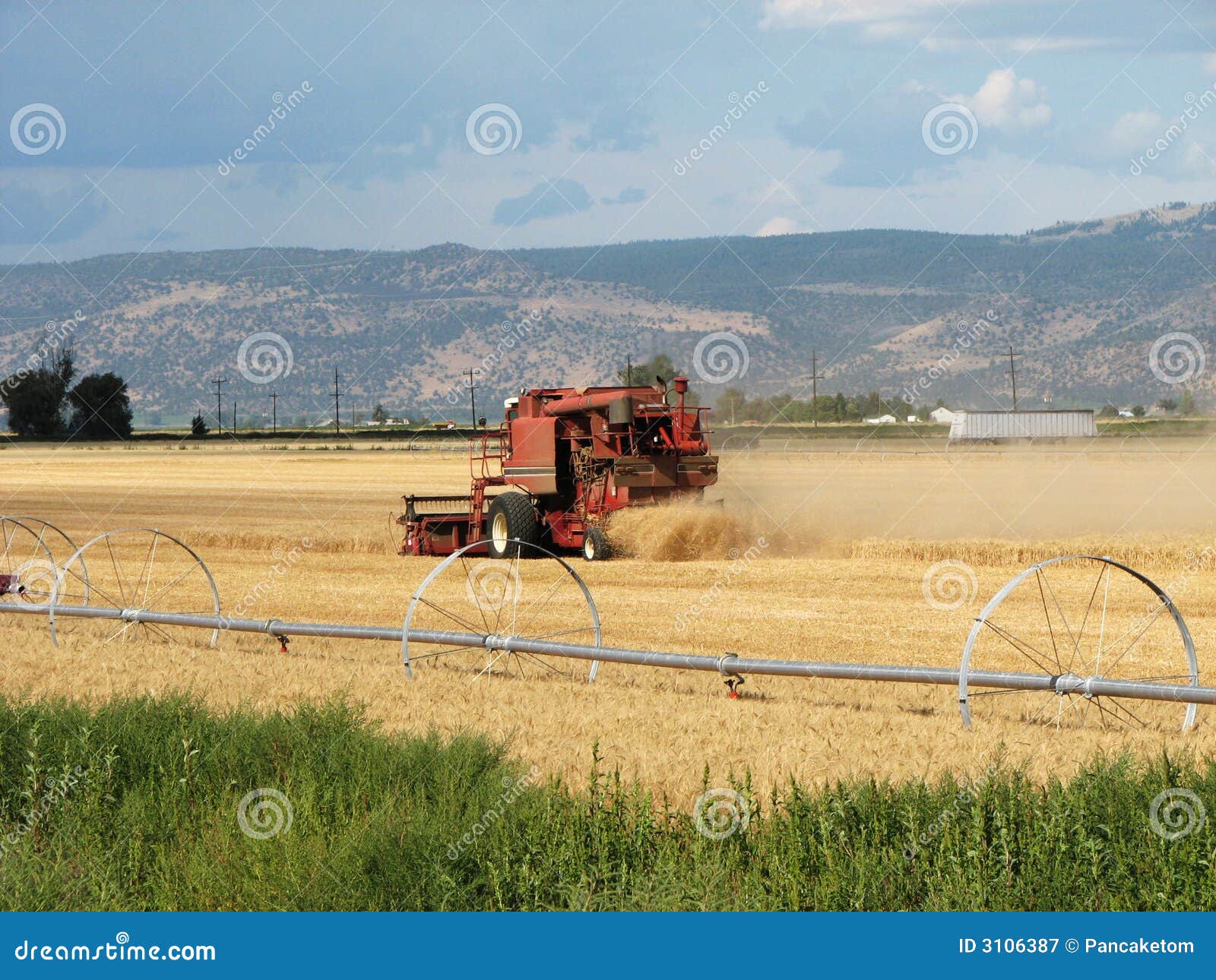 Grain harvest stock image. Image of harvesting, harvest - 3106387