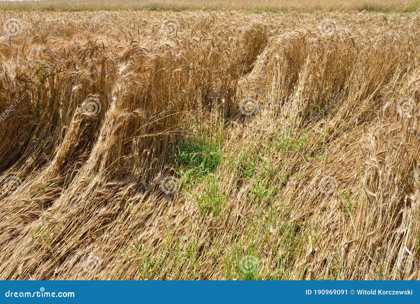 The Grain before the Harvest Turned Over in the Field by Rain and Hail ...