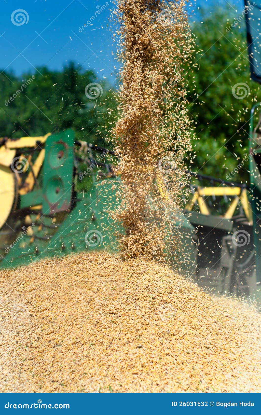 Grain Harvester Combine Discharging Grain Stock Photo - Image of ...