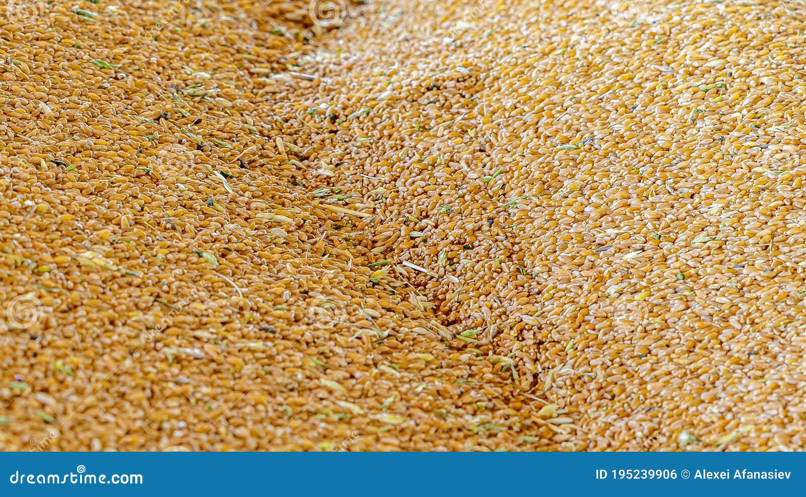 Autumn Wheat Harvest. Grain Just Picked from the Fields. Mountains of ...