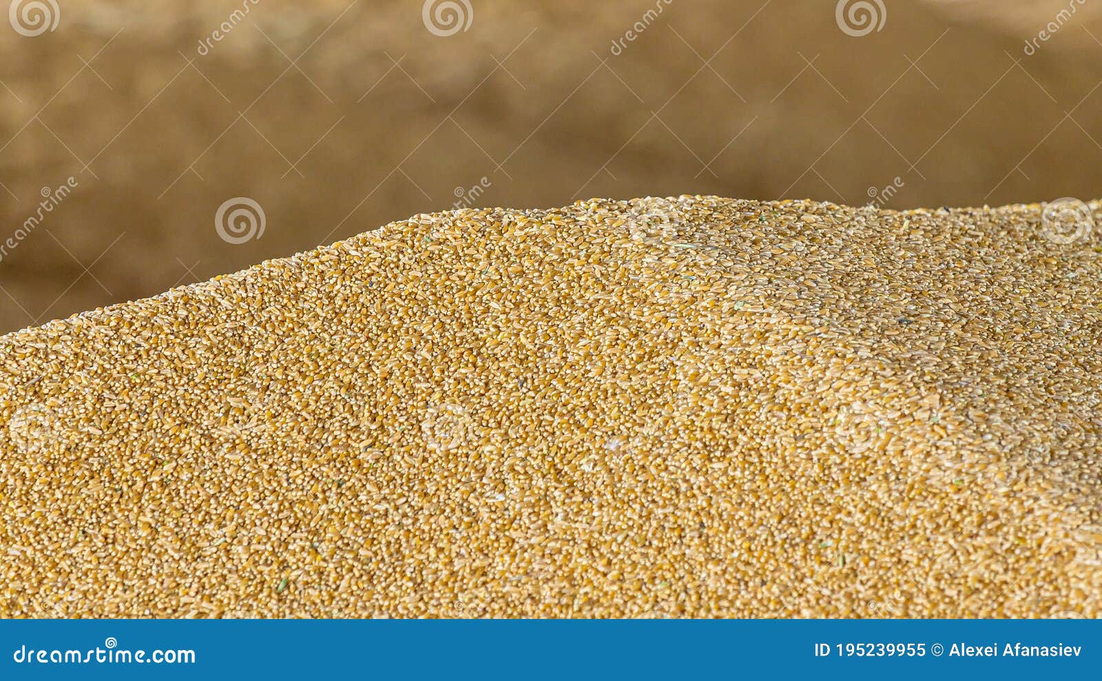 Autumn Wheat Harvest. Grain Just Picked from the Fields. Mountains of ...