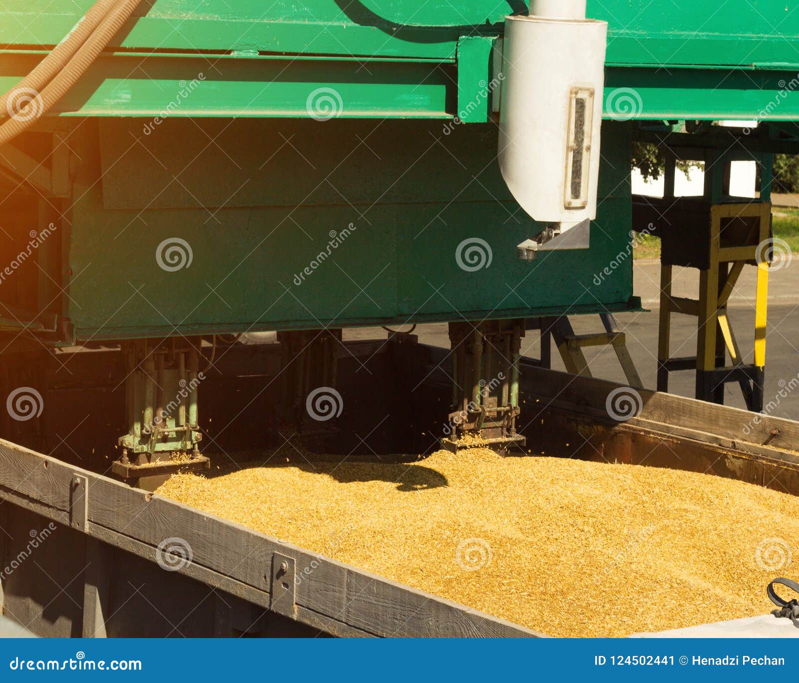 From A Grain-laden Lorry Take Grain For Analysis, Grain Processing ...