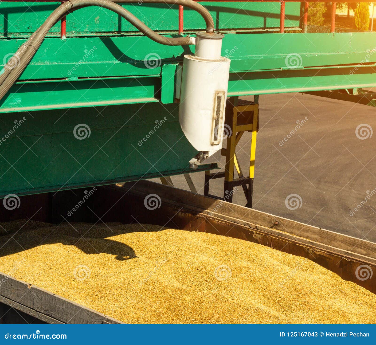From A Grain-laden Lorry Take Grain For Analysis, Grain Processing ...
