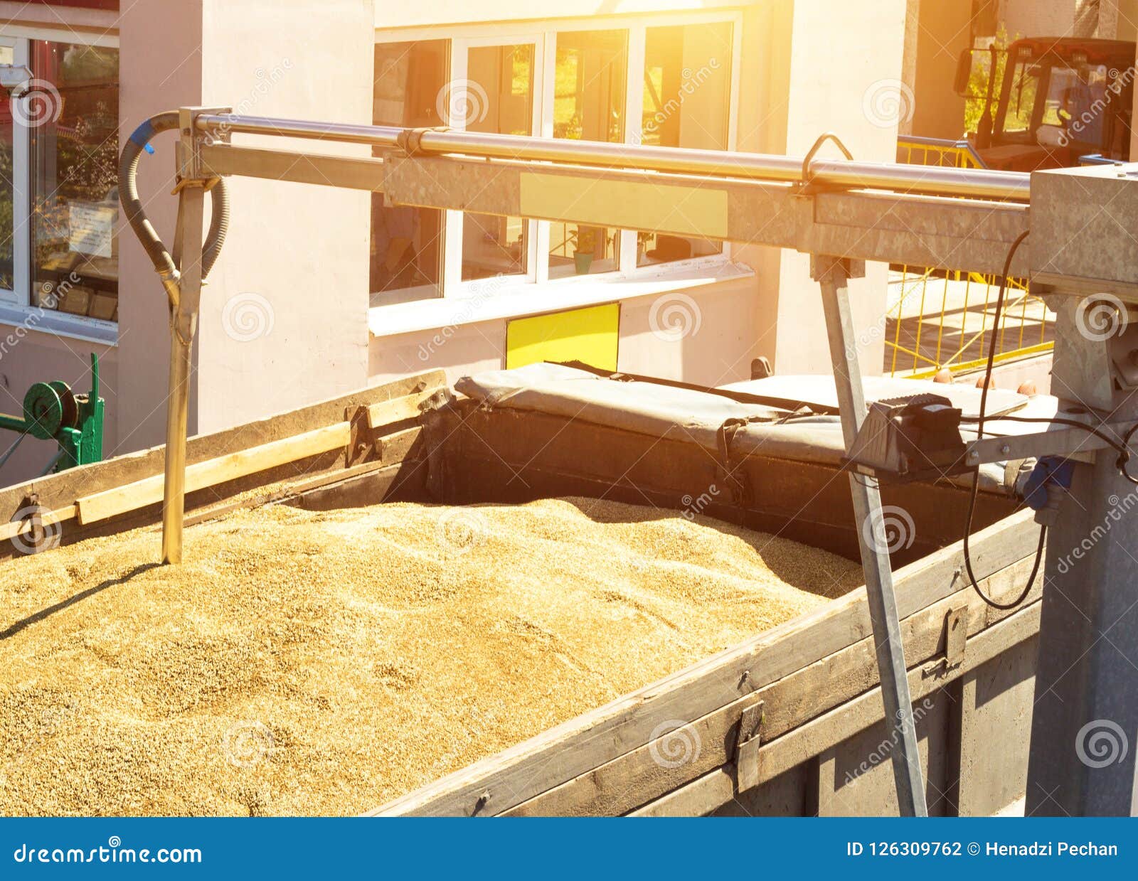 From A Grain-laden Lorry Take Grain For Analysis, Grain Processing ...