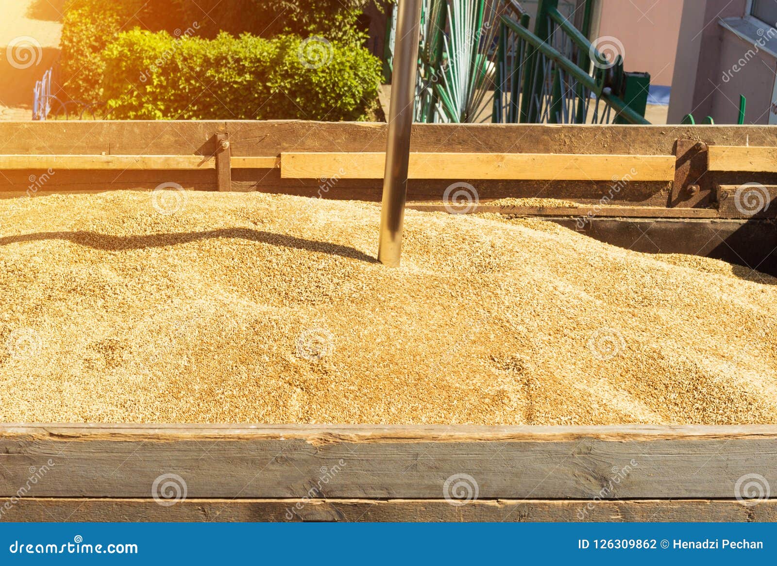 From a Grain-laden Lorry Take Grain for Analysis, Grain Processing ...