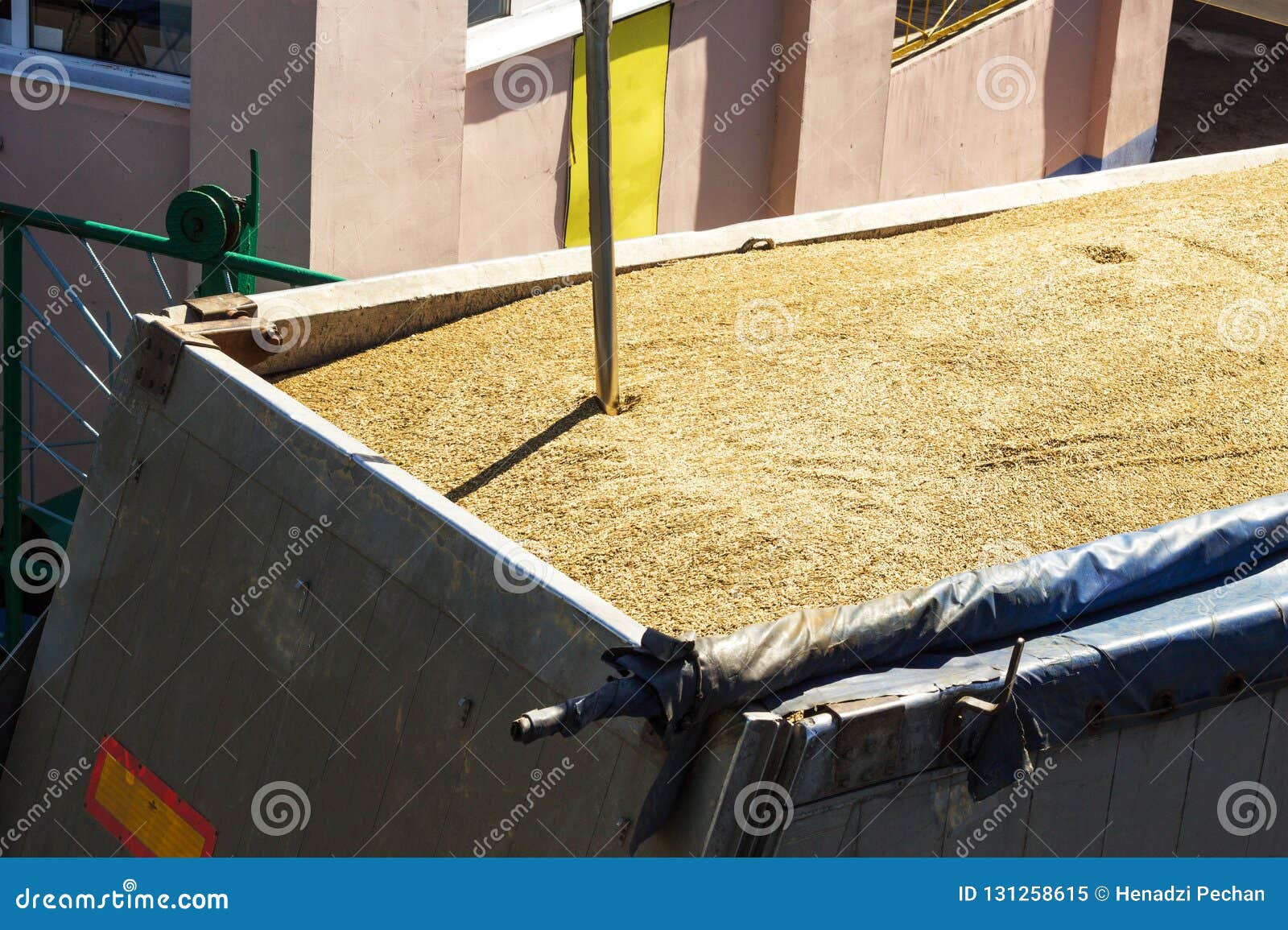 From a Grain-laden Lorry Take Grain for Analysis, Grain Processing ...