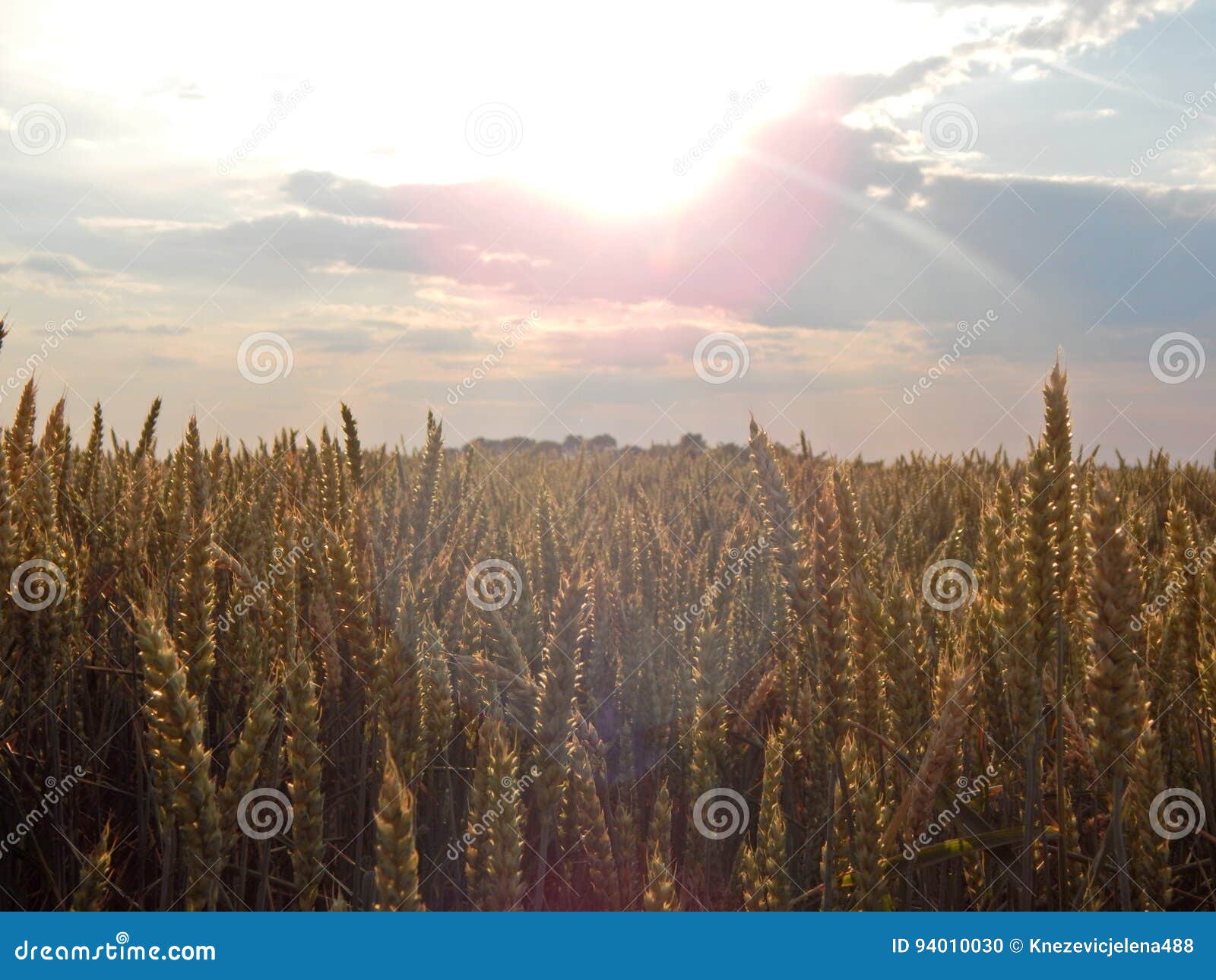Grain stock photo. Image of crop, field, beautifulnature - 94010030
