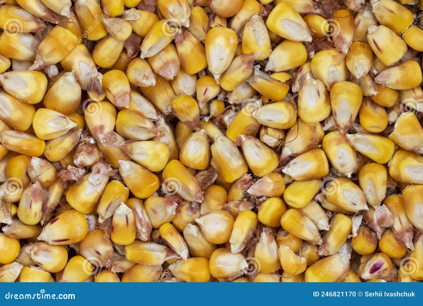Grain of maize top view stock photo. Image of harvesting - 246821170