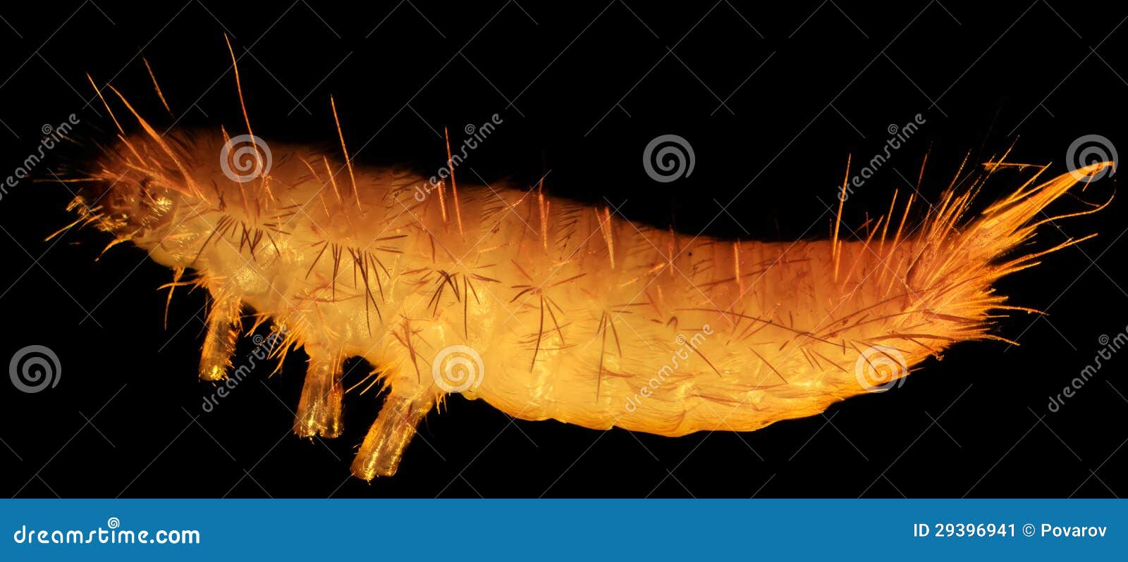 Grain Moth Caterpillar Under The Microscope Stock Image | CartoonDealer ...