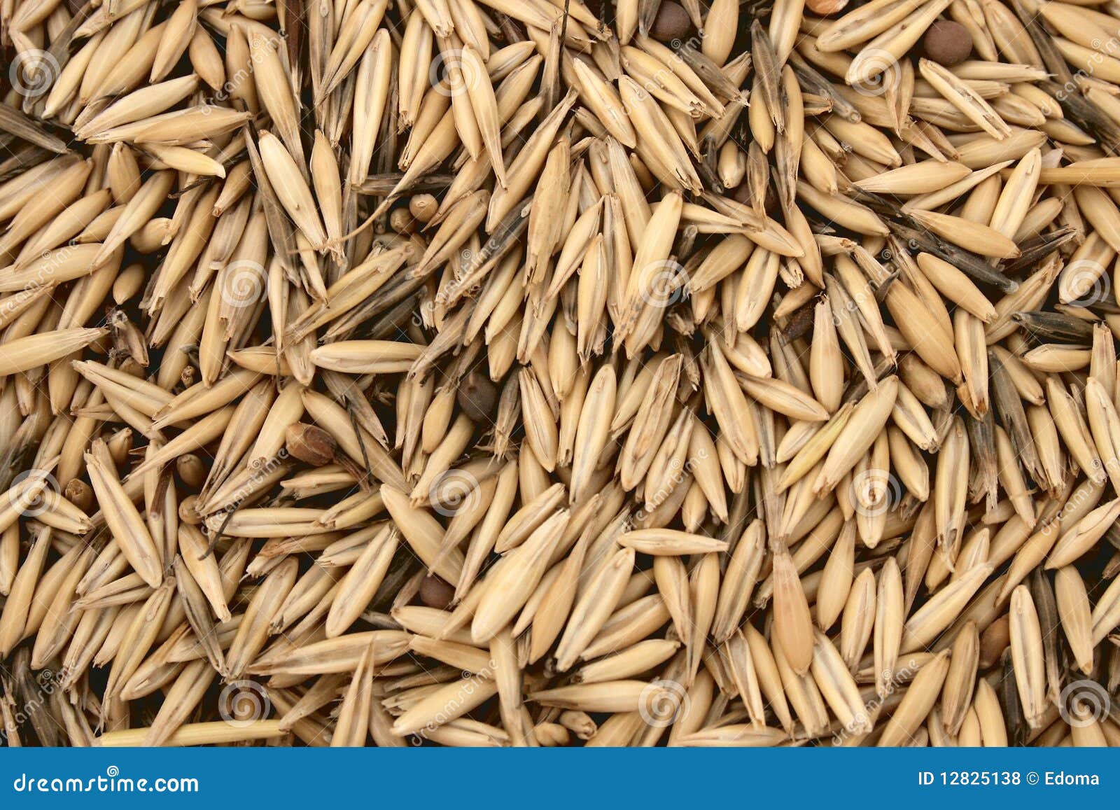 Oat Grain